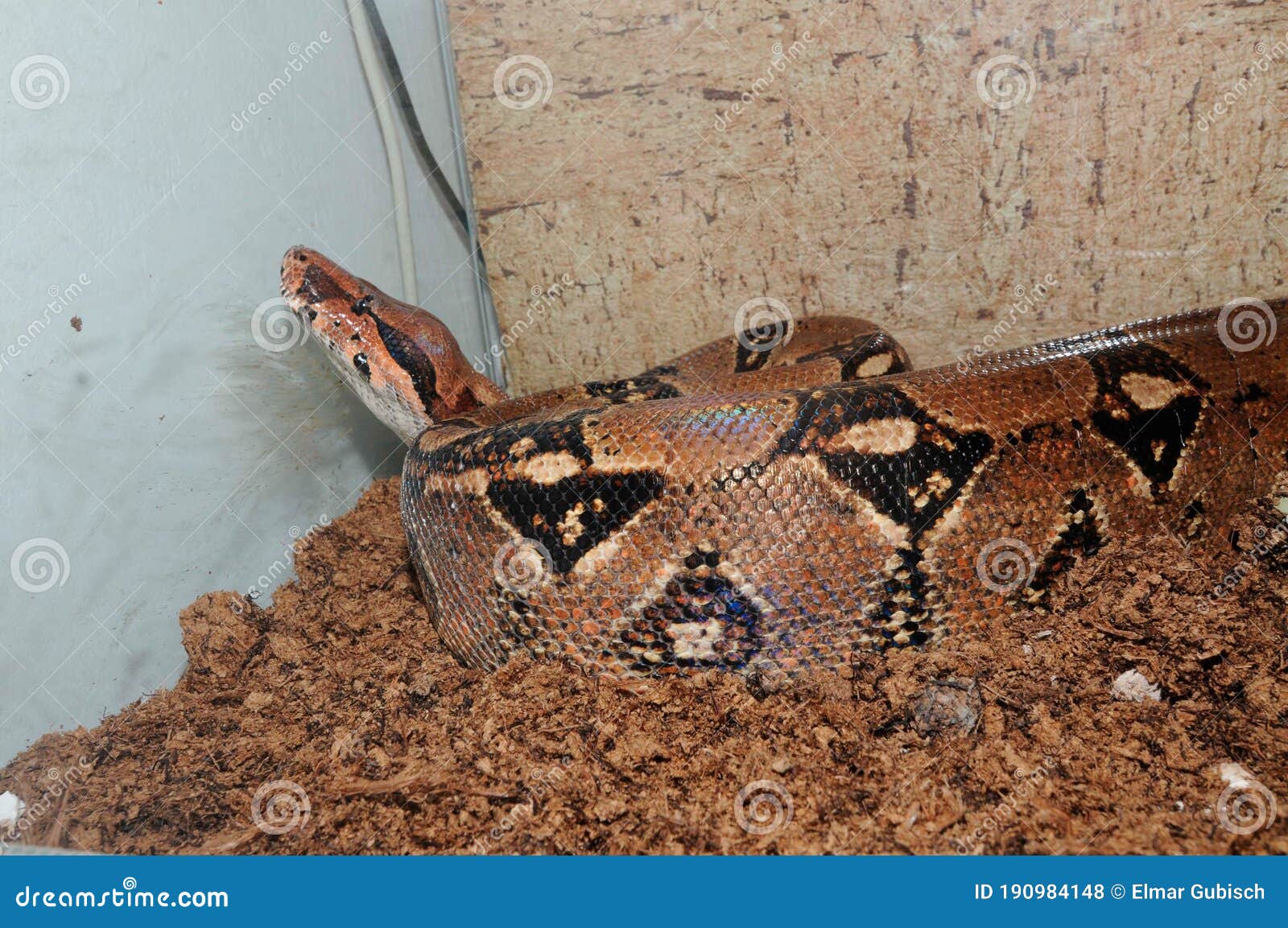 Python Een Van De Grootste Slangen Ter Wereld Stock Foto - Image of ...