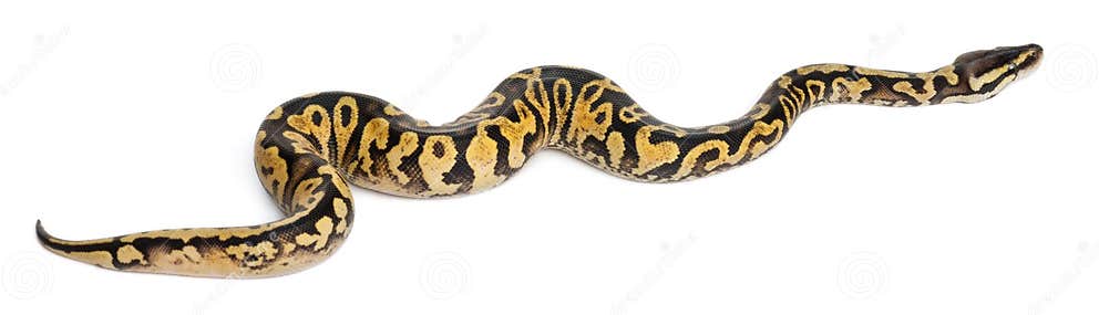Python En Pastel Femelle De Calicot, Python Royal Photo stock - Image du animal, créature: 21401338