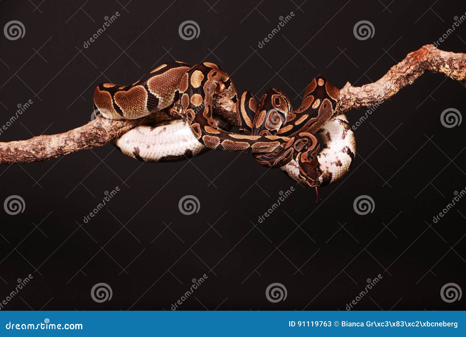 Python Ineinander Verschlungen Stock Image - Image of cute, python ...