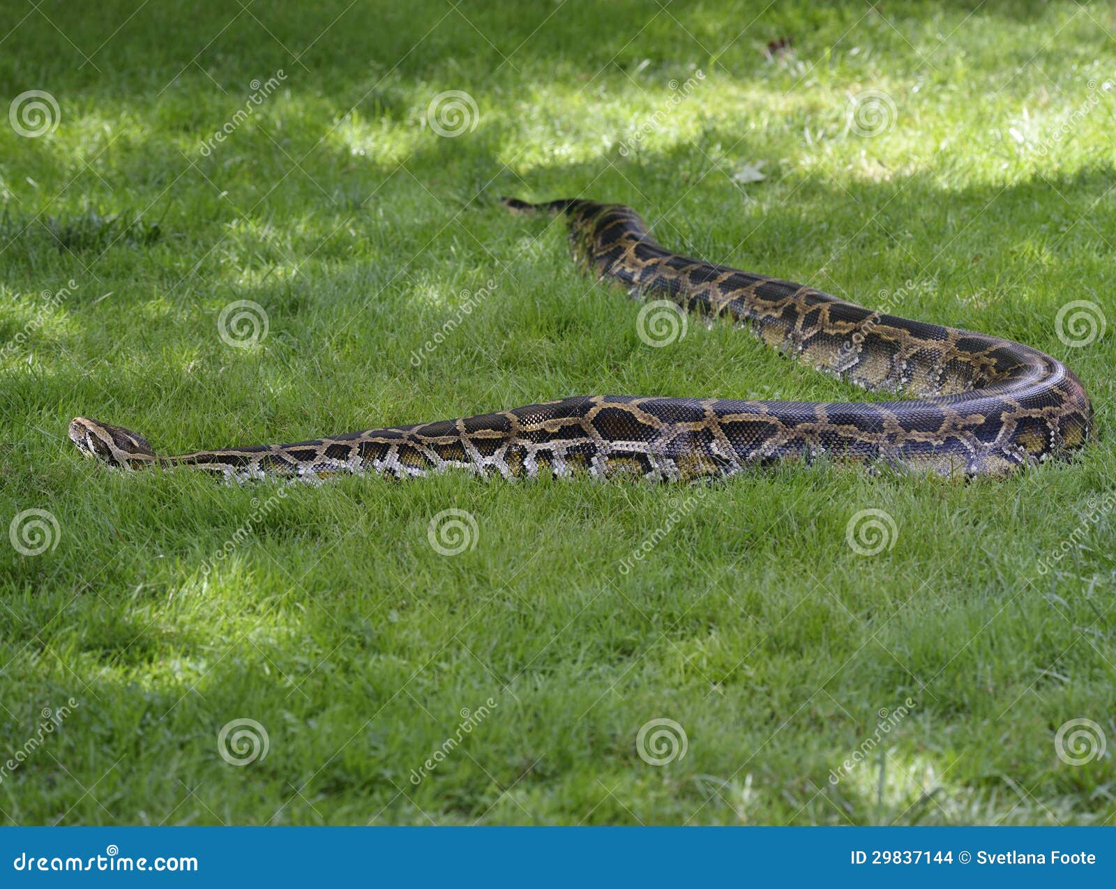 Python in the Grass stock photo. Image of nature, outdoor - 29837144