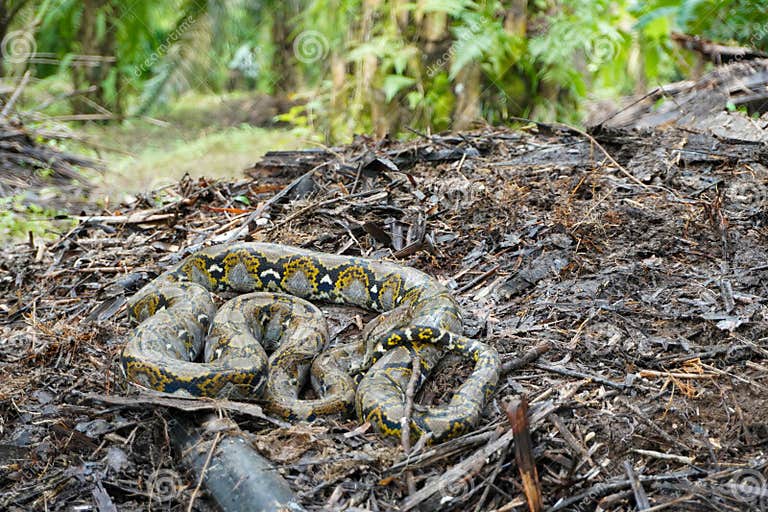 Python on the Ground. Reticulated Python & X28;Malayopython Reticulatus ...
