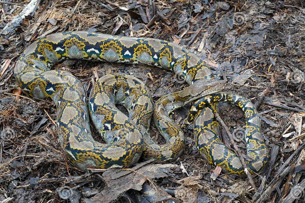 Python on the Ground. Reticulated Python & X28;Malayopython Reticulatus ...