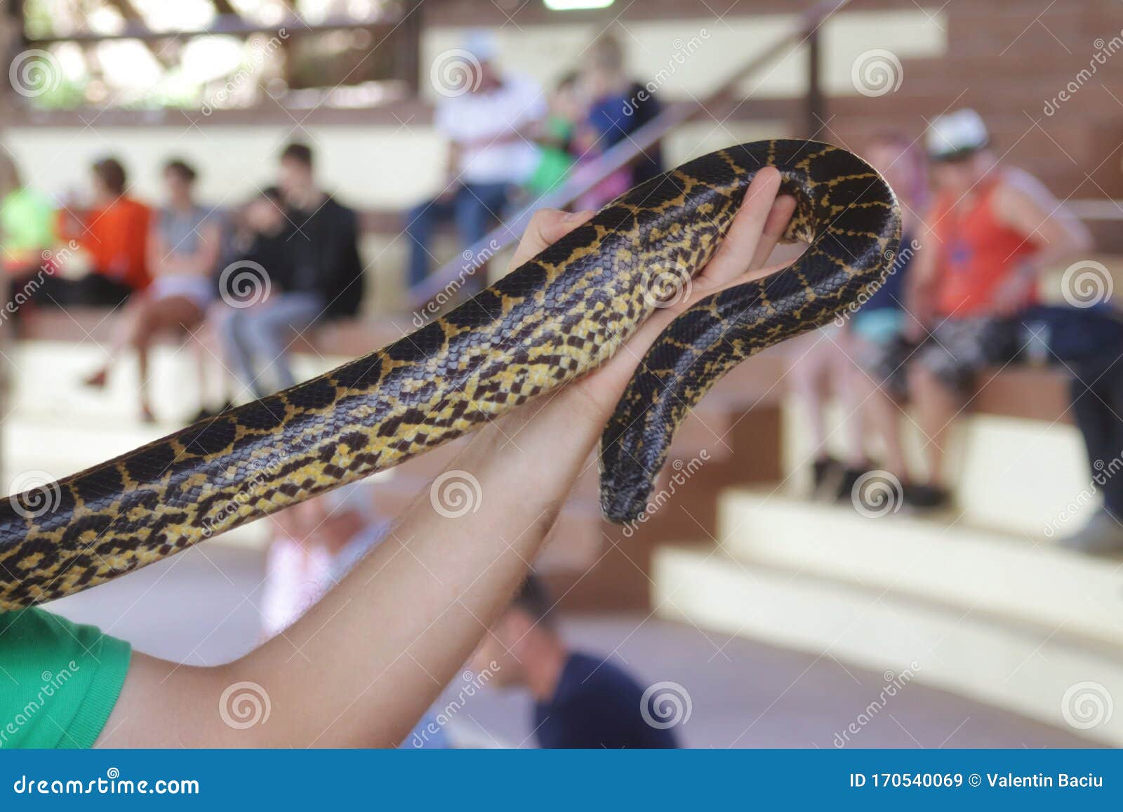 Python On Hand, Snake On Hand, Man Holds Python Royalty-Free Stock ...