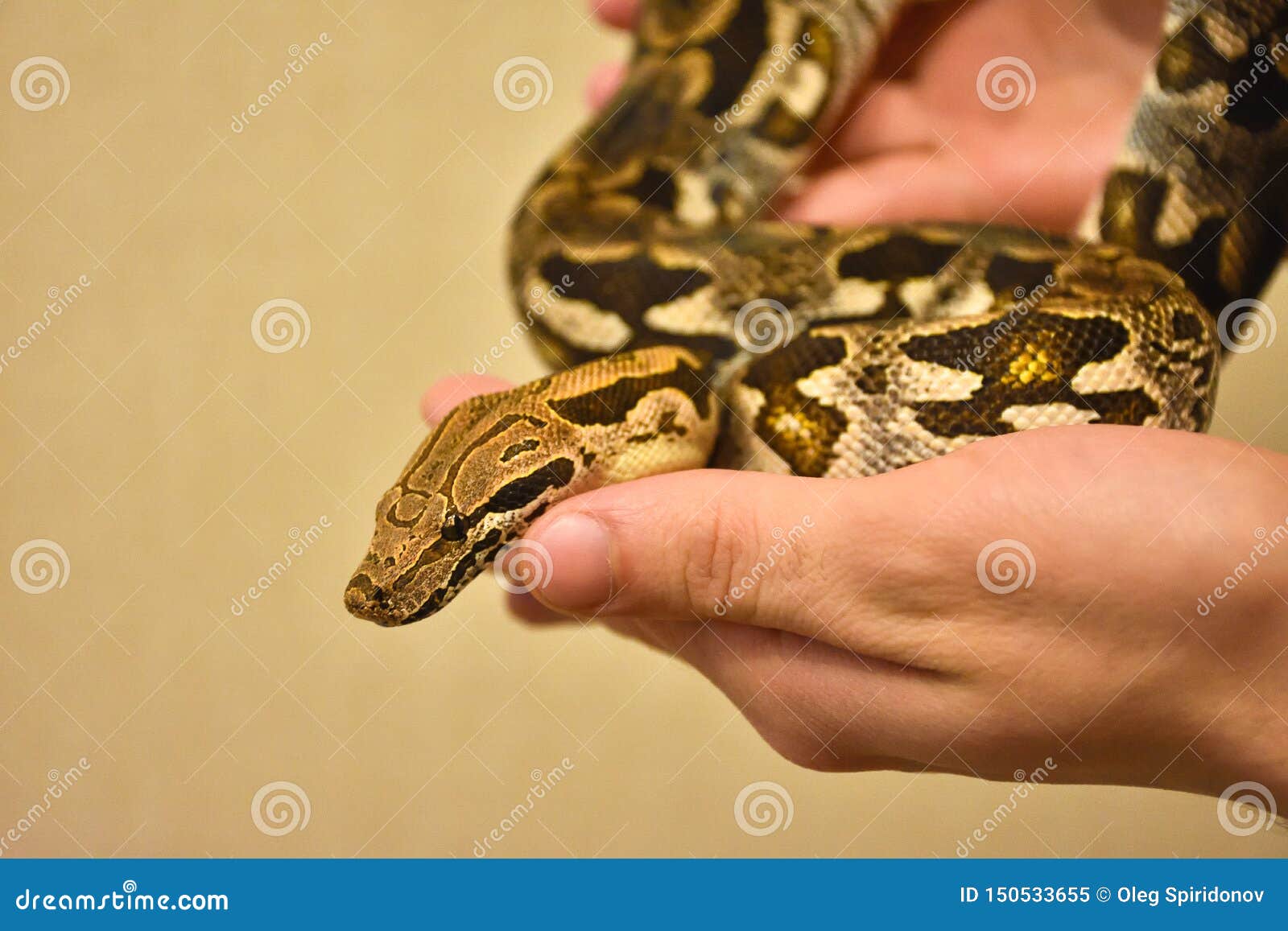 Python on Hand, Snake on Hand, Man Holds Python Stock Image - Image of ...