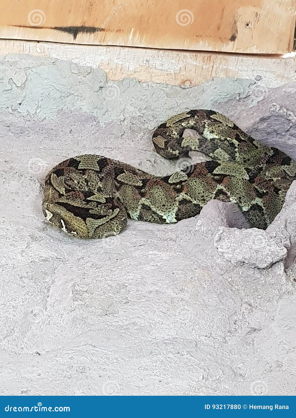 Python stock photo. Image of huge, python, kenya, wildlife - 93217880