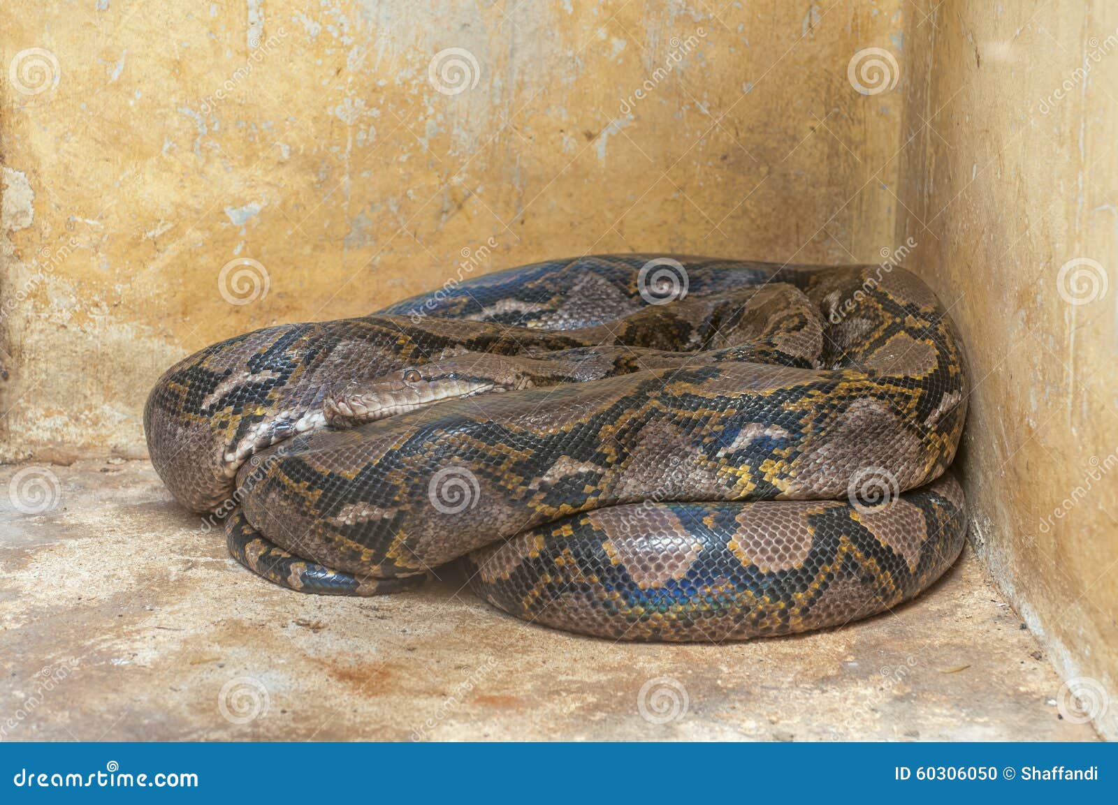 Python stock photo. Image of dangerous, ball, rock, royal - 60306050
