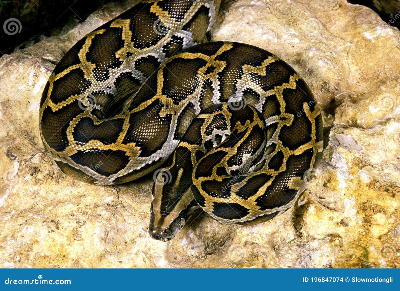 Python Indio, Python Molurus Foto de archivo - Imagen de reptil, foto ...