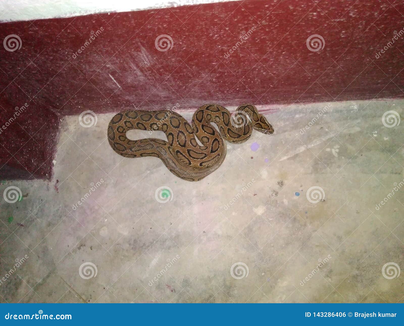 Python stock photo. Image of intruder, attack, snake - 143286406