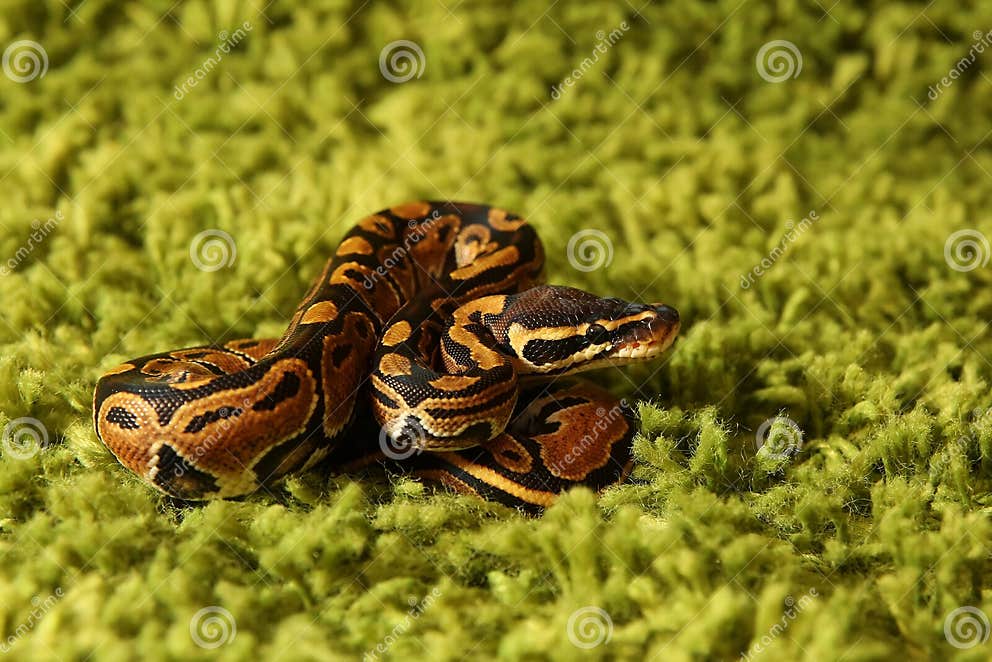 Python Koninklijke Slang (koninklijke of Balpython) Stock Afbeelding ...