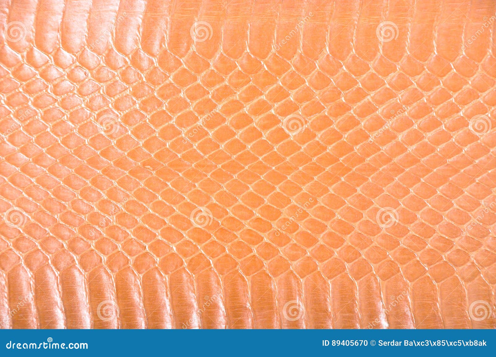 Python leather close up stock photo. Image of cobra, predator - 89405670
