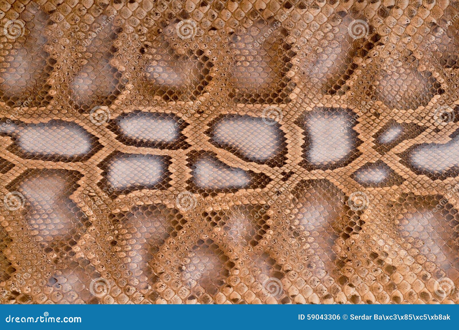 Python leather stock photo. Image of ancient, fabric - 59043306