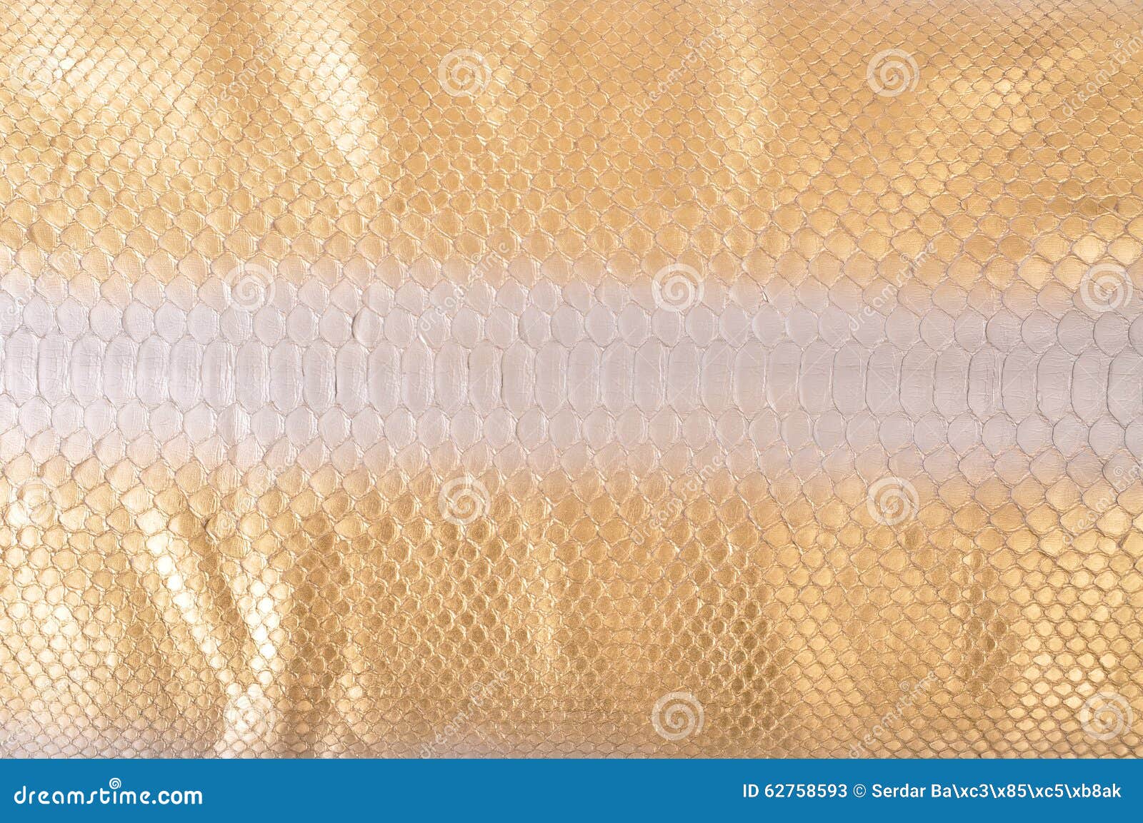 Python leather stock image. Image of python, natural - 62758593
