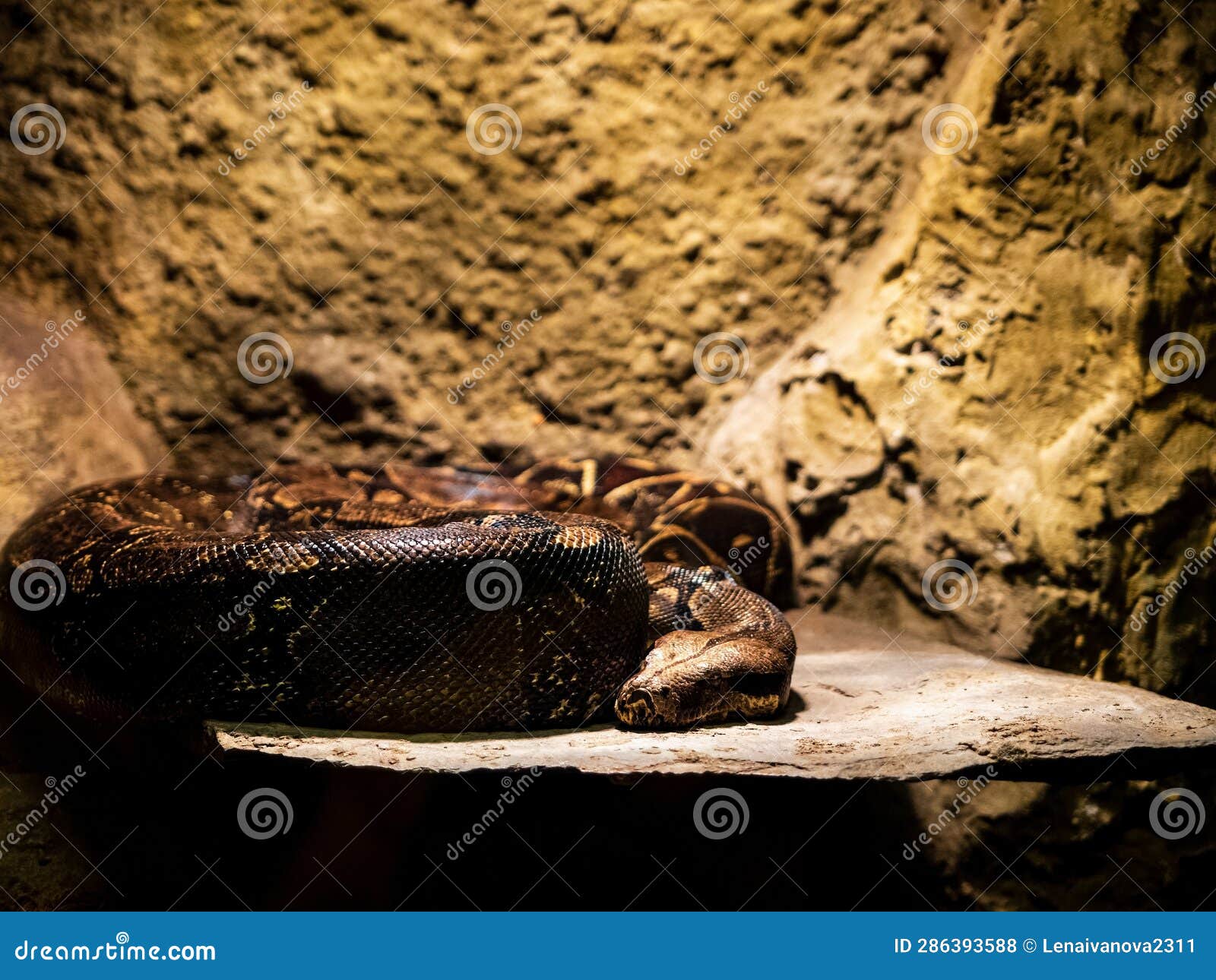 Python Stone Royalty-Free Stock Photography | CartoonDealer.com #6546563