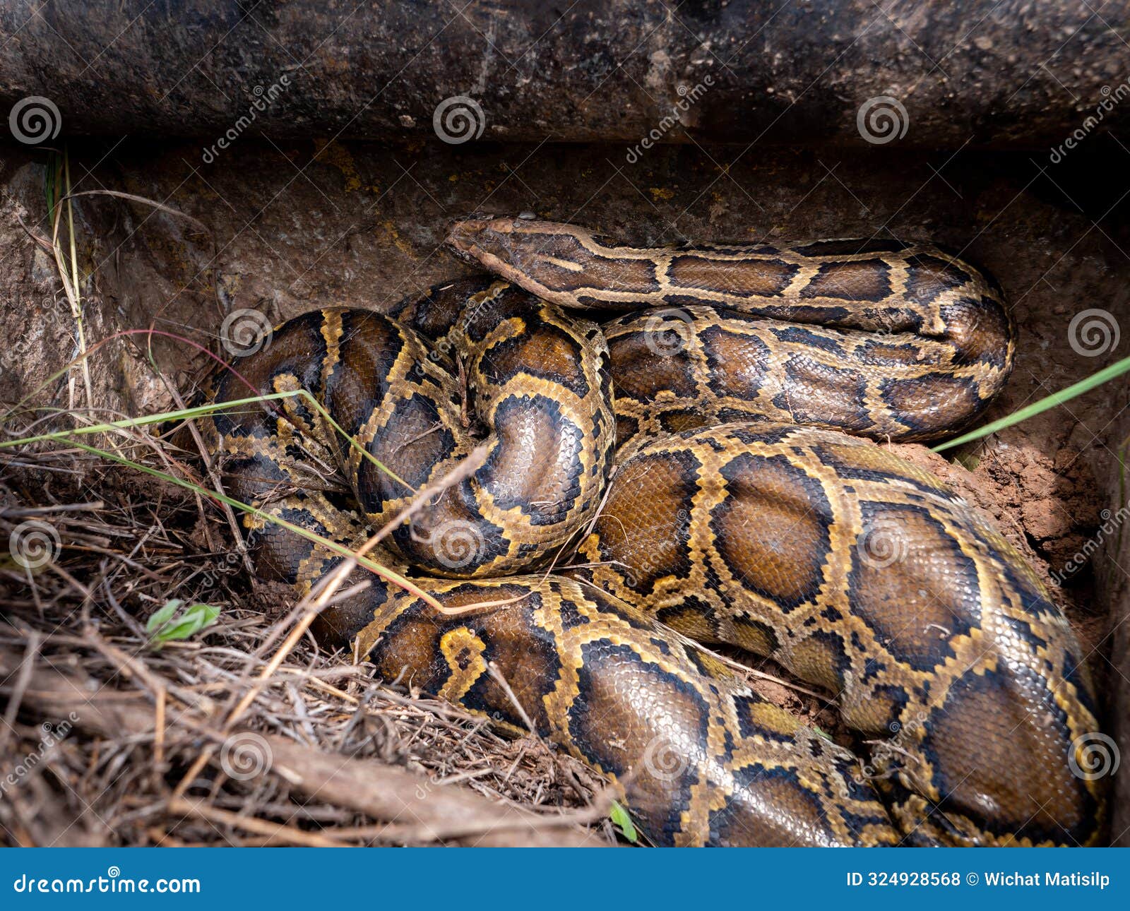 Python Lives in the Bucket of Backhoe Stock Photo - Image of garden ...