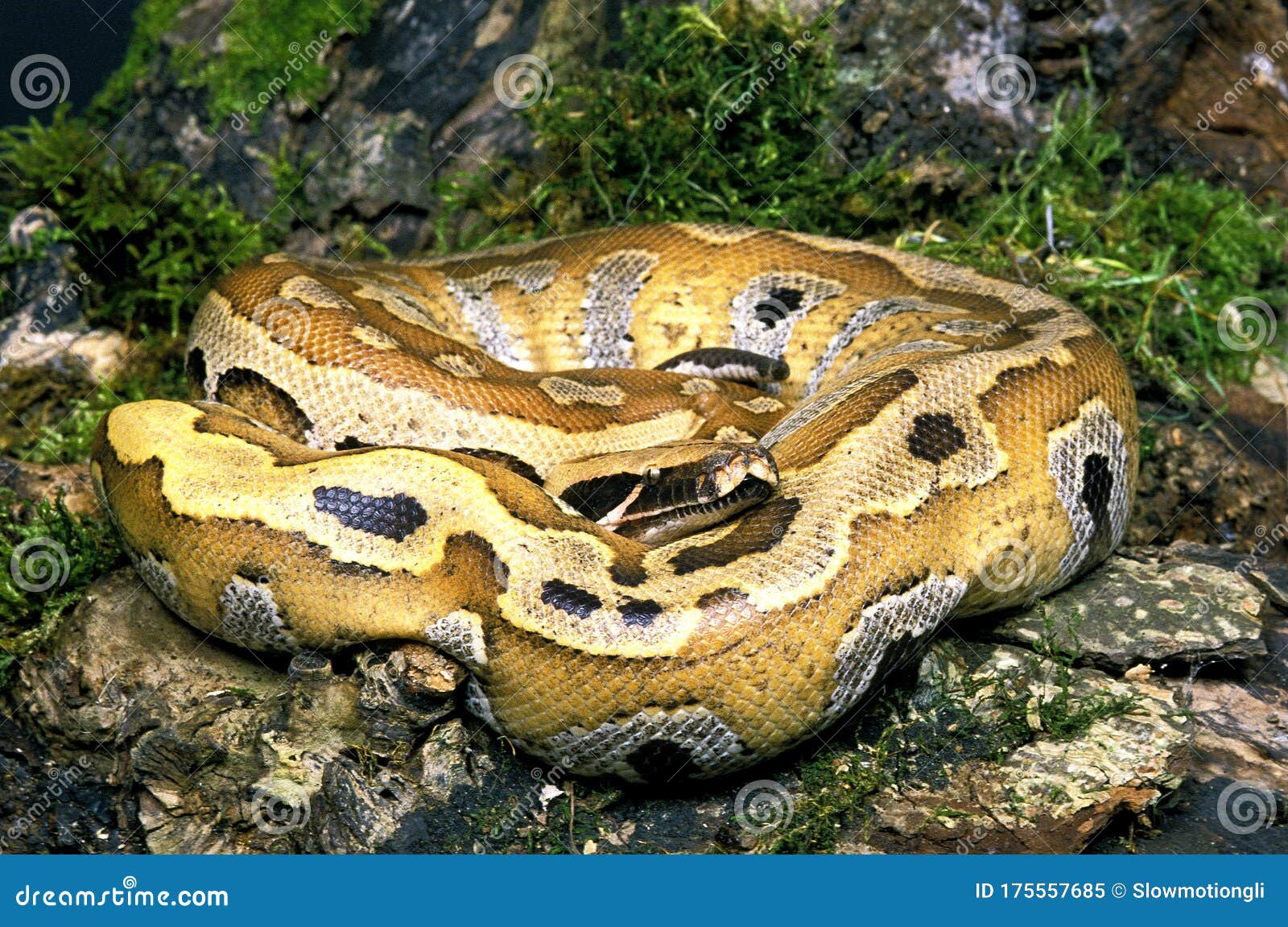 Blood Python, Python Curtus Snake Stock Image - Image of wildlife ...