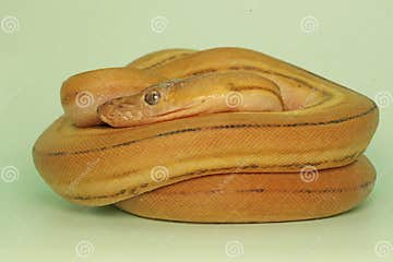 A Python Malayopython Reticulatus is Wrapping Its Body in a Position ...
