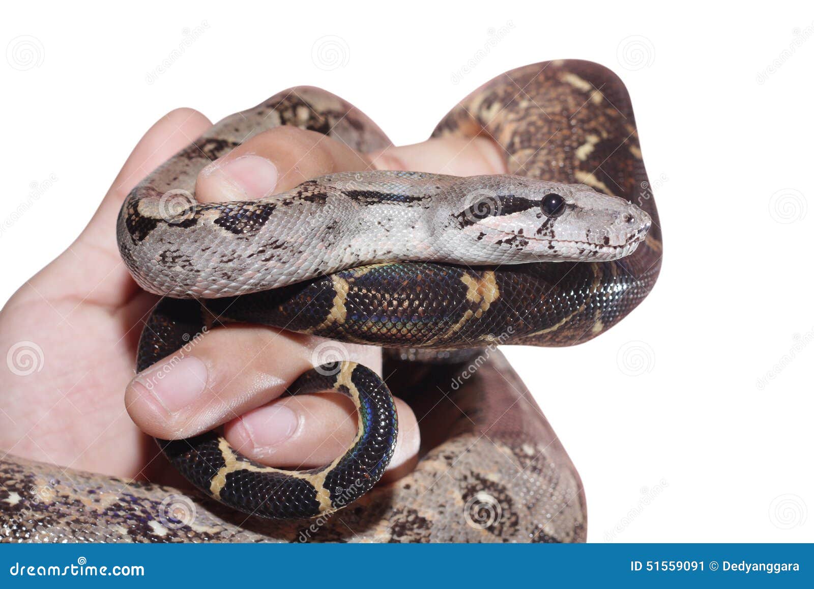 Python, Measuring 1 Meter or less and Has a Weight 1kilogram Stock ...