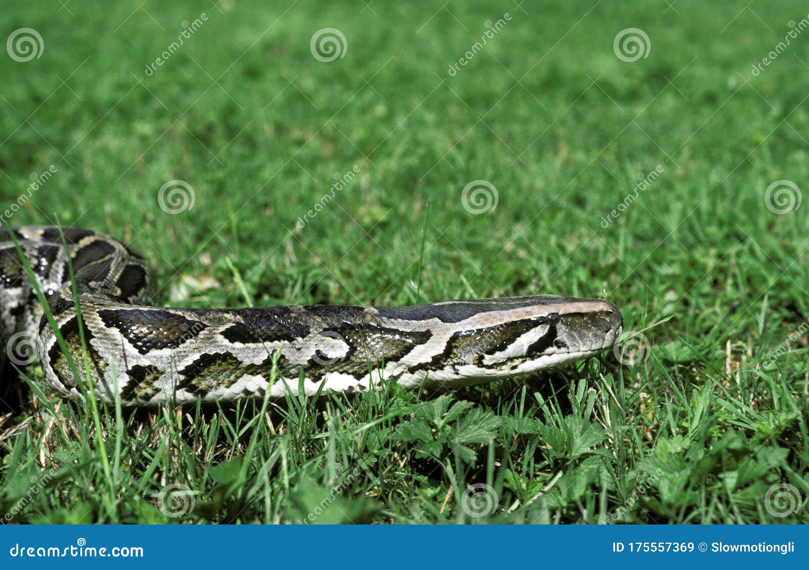 Indian Python, Python Molurus Stock Image - Image of molurus, indian ... Indian Python, Python Molurus Stock Image - Image of molurus, indian ...