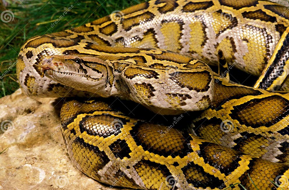 PYTHON MOLURE Python Molurus Stock Image - Image of animal, python: 170717243