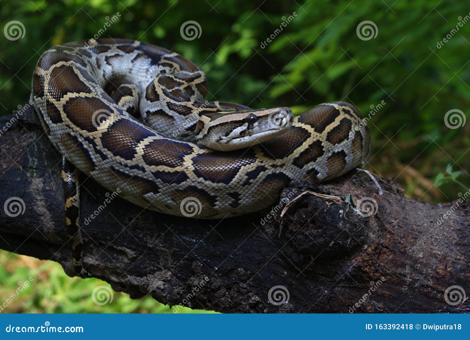 Python molurus bivittatus foto de stock. Imagem de serpente - 163392418