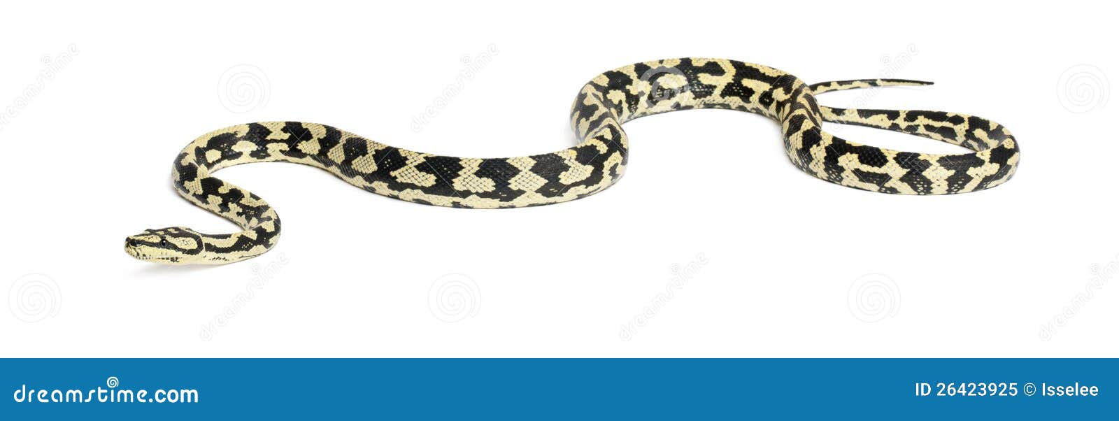 Python, Morelia Spilota Variegata Royalty-Free Stock Photo ...