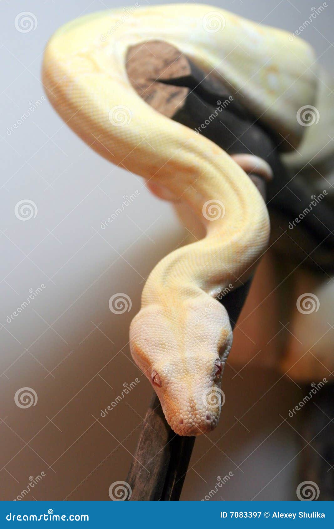 Python from Moscow Zoo stock image. Image of mouth, snake - 7083397