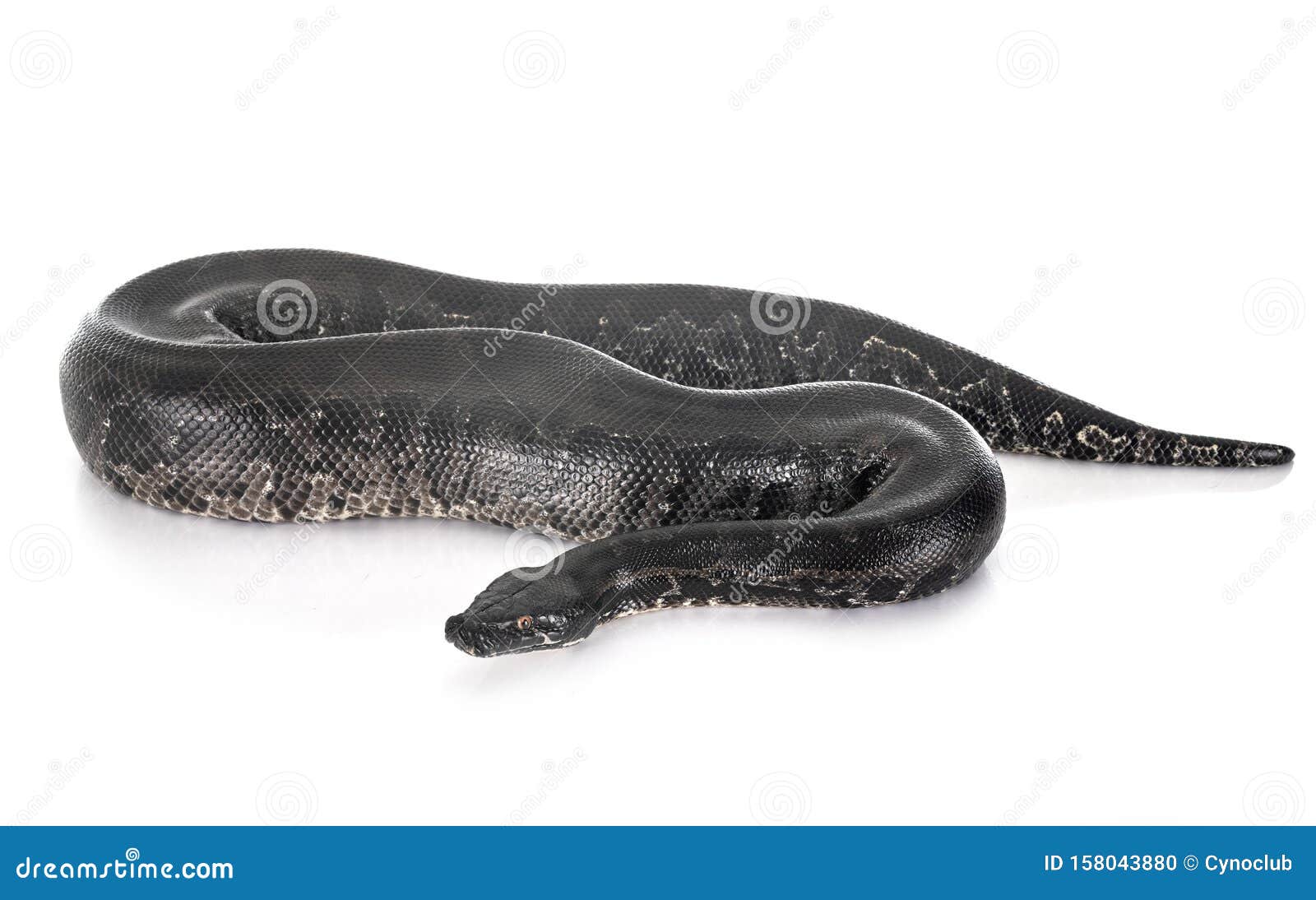 Python noir photo stock. Image du serpent, reptile, animal - 158043880