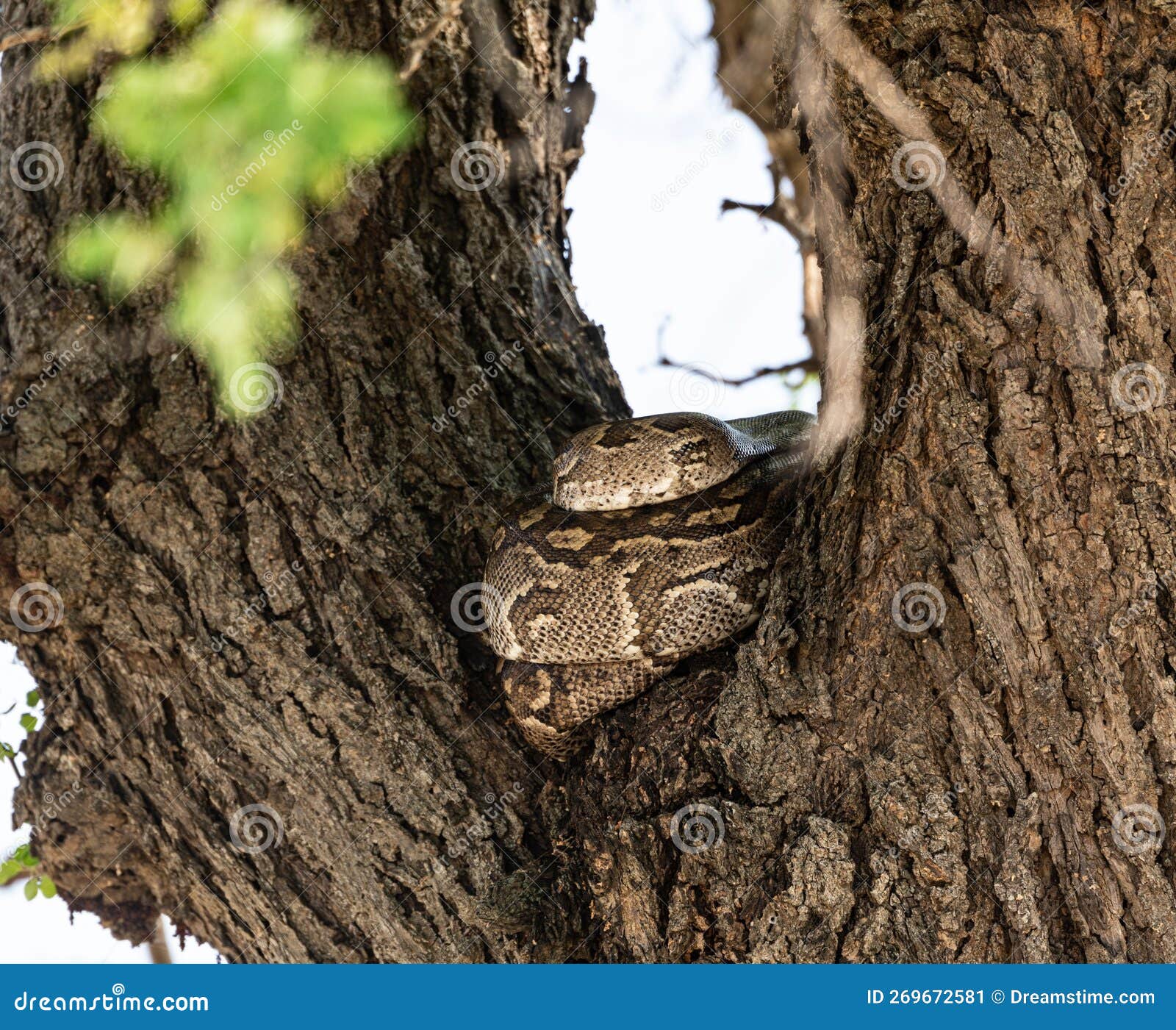Python (Pythonidae) Resting on a Tree, Kruger National Park Stock Image ...