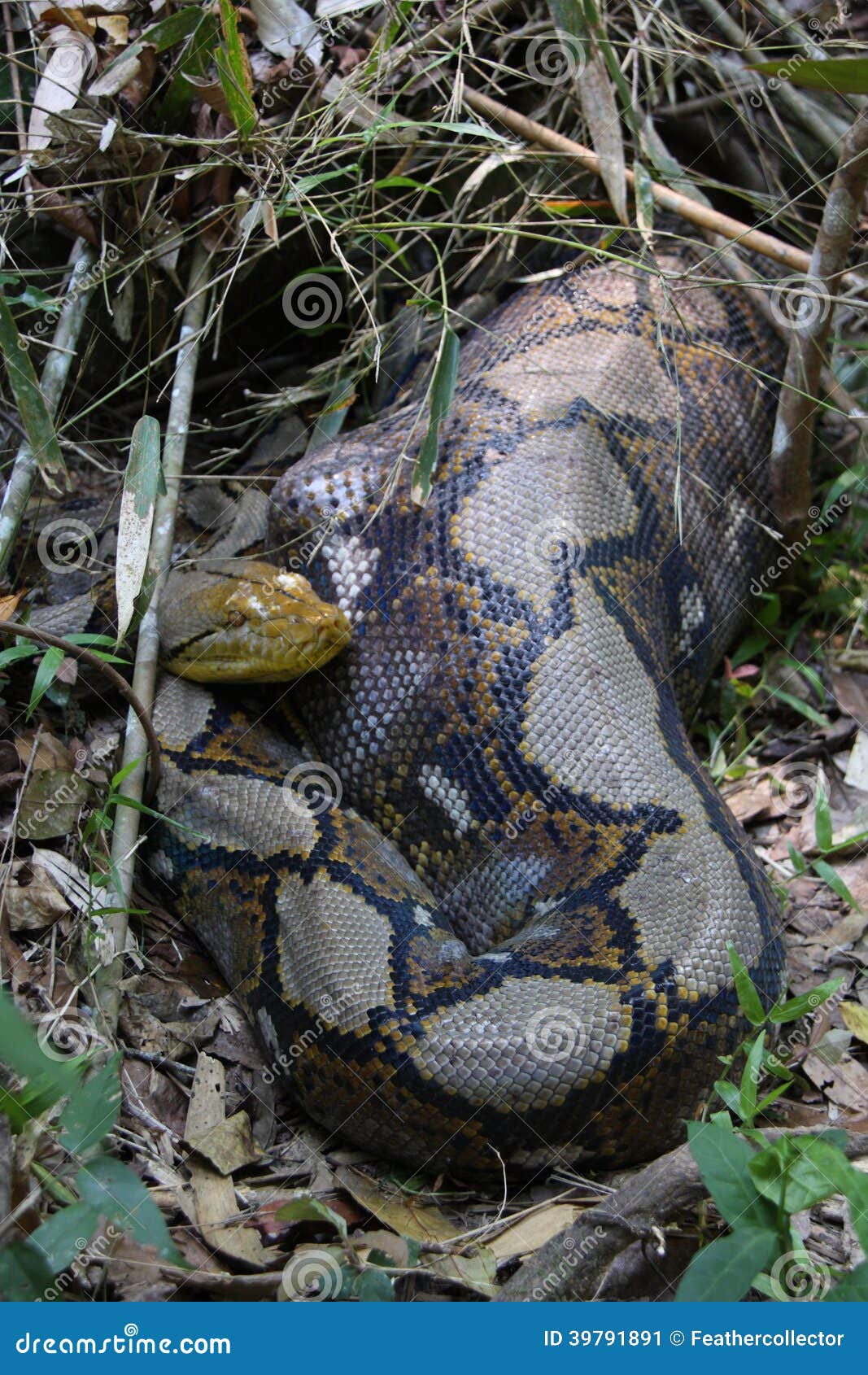 Python réticulé image stock. Image du forêt, jungle, faune - 39791891