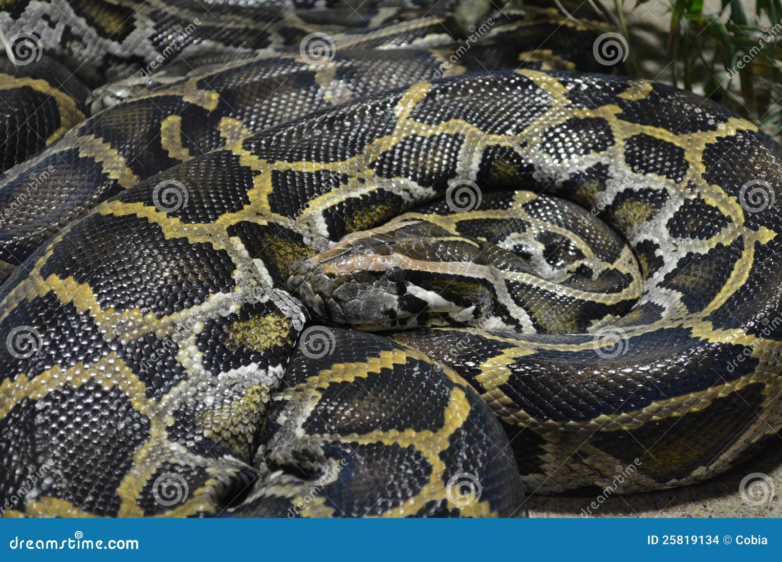 Python Réticulé Géant, Reticulatus De Broghammerus Photo stock - Image ...
