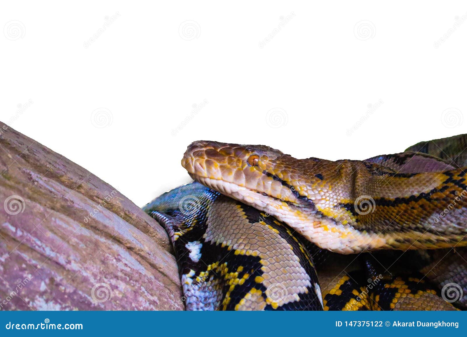 Python R?ticul? D'isolement Photo stock - Image du fond, endangered: 147375122