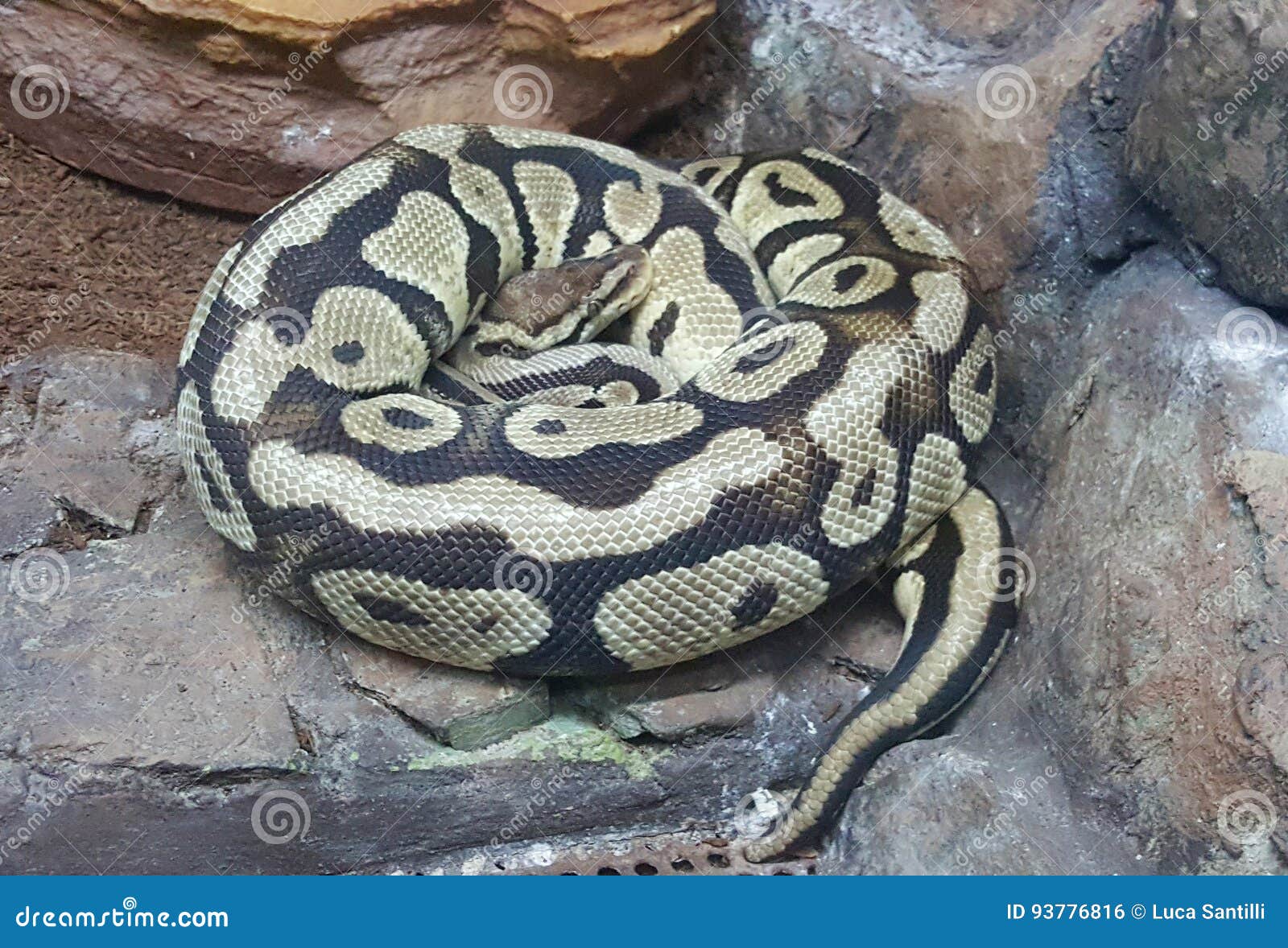 The Python in the Rectilinear Stock Photo - Image of reptile, danger ...