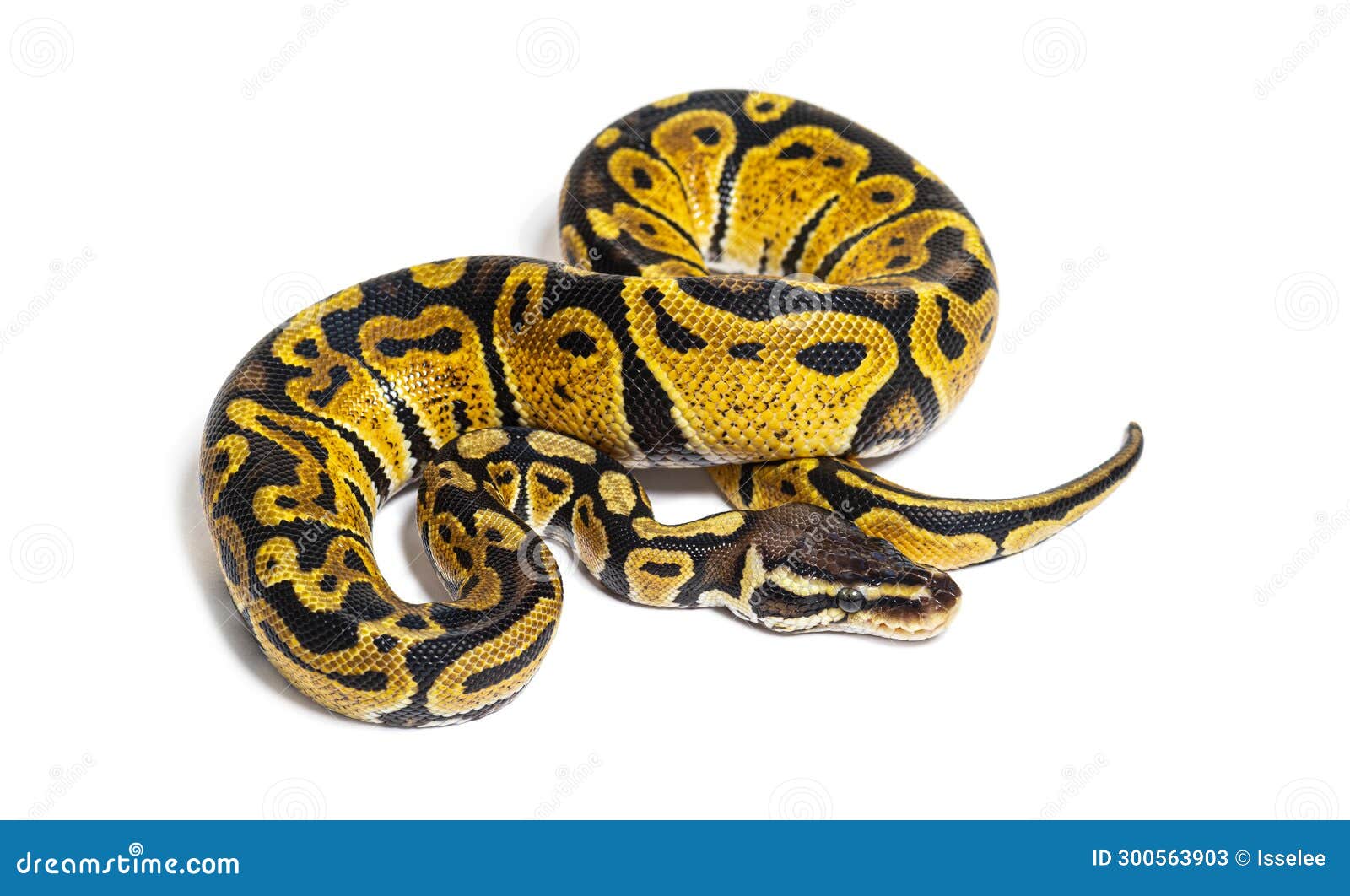 Python Python Regius De Bola Pastel Aislado En Blanco Imagen de archivo ...