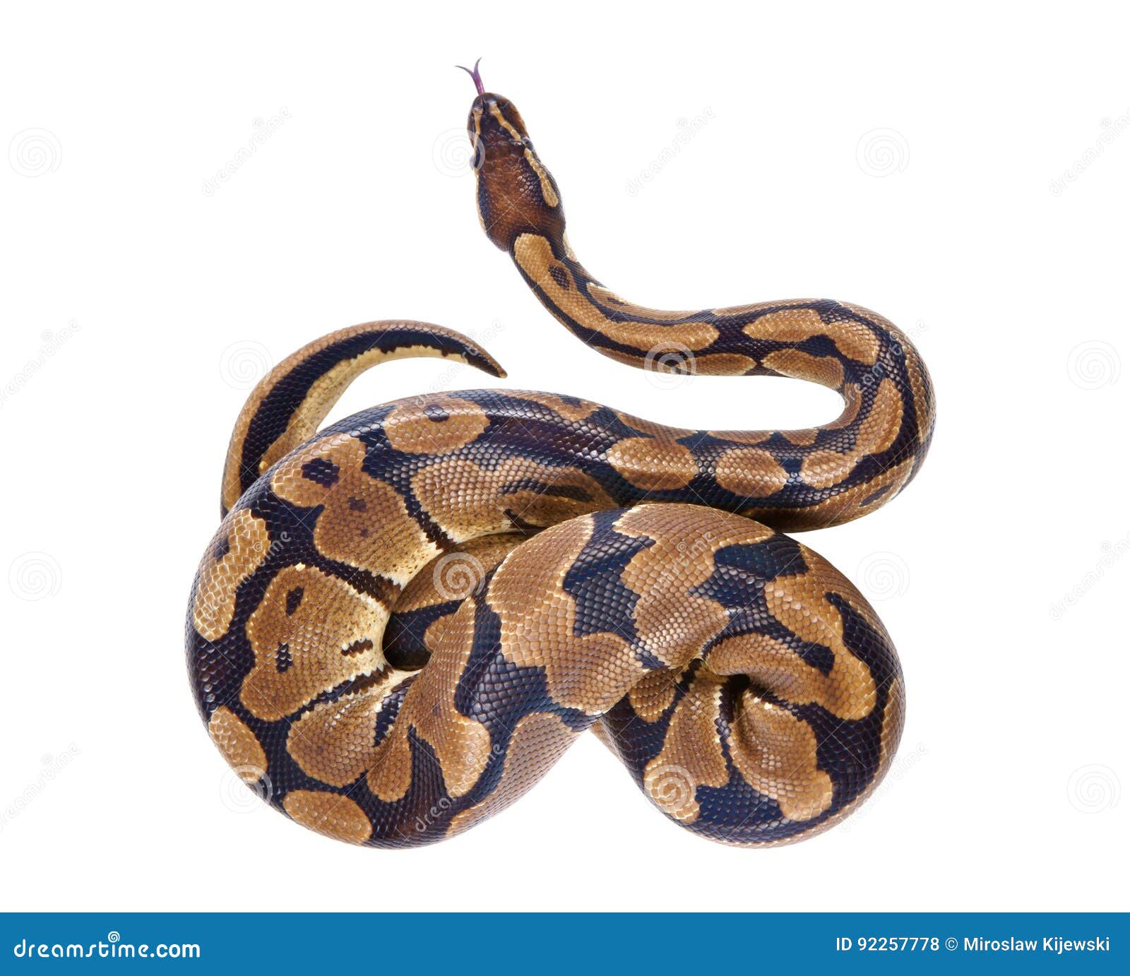 Python Regius with Tongue Sticking Out, on White Background, it is Also ...