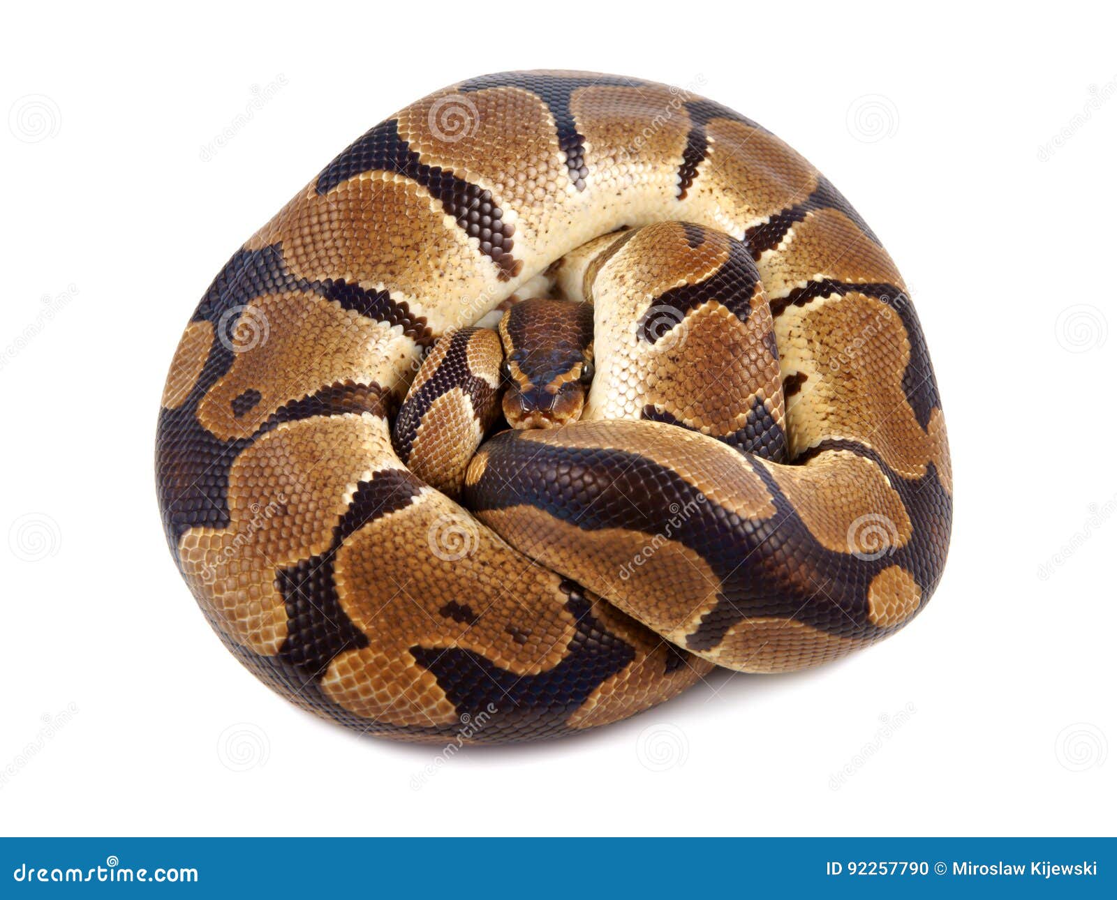 Python Regius on White Background, it is Also Known As Royal Python or Ball Python Stock Photo ...