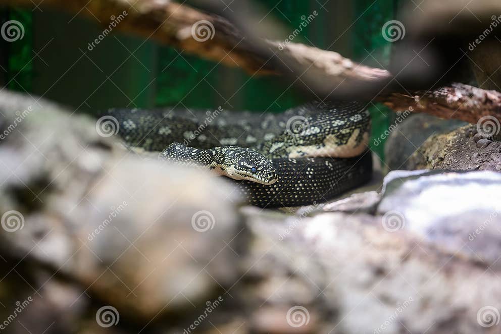 Python Coiled in Watchful Stillnes Stock Photo - Image of animal, brown ...
