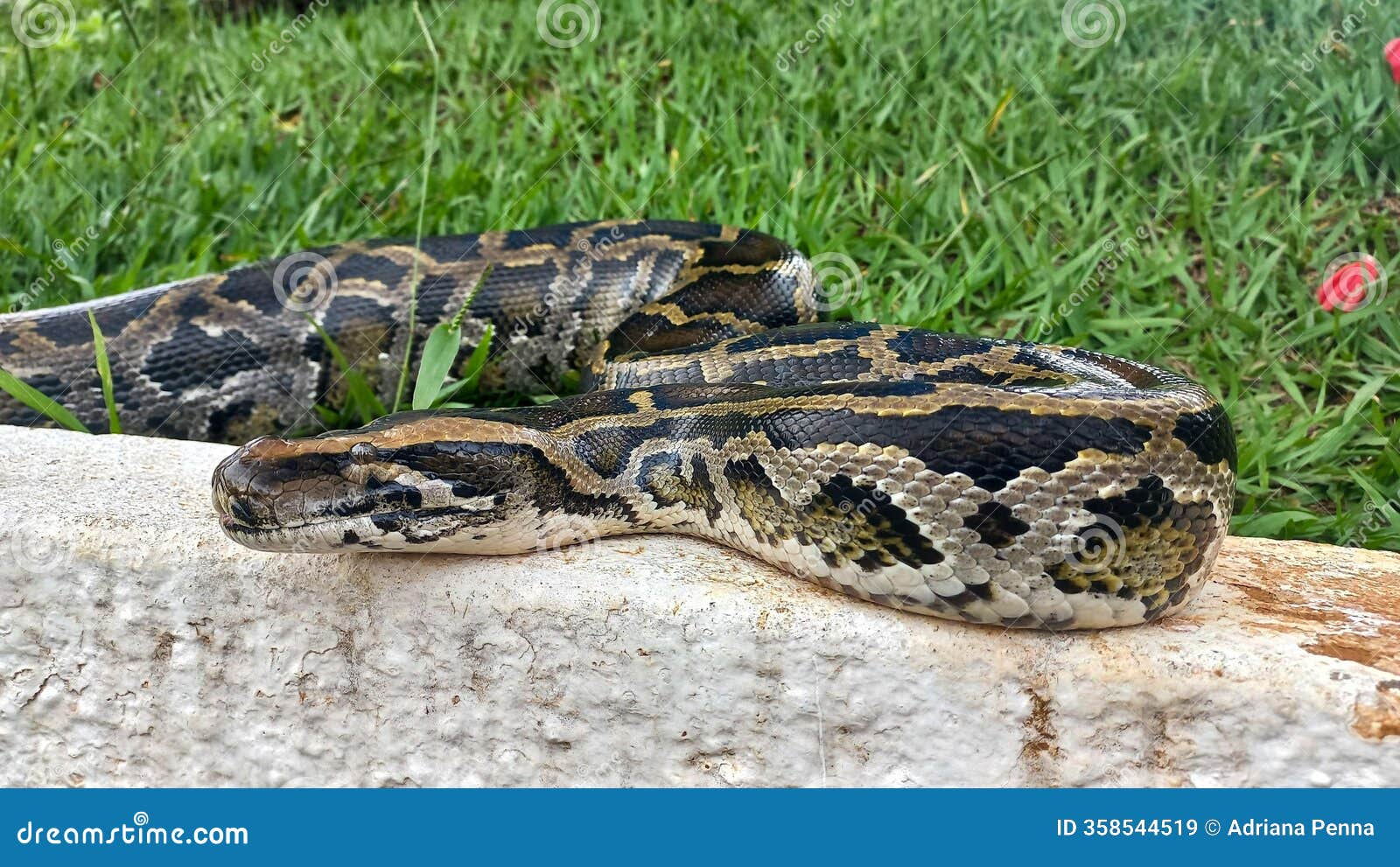 Python Resting by the Path stock illustration. Illustration of snake ...