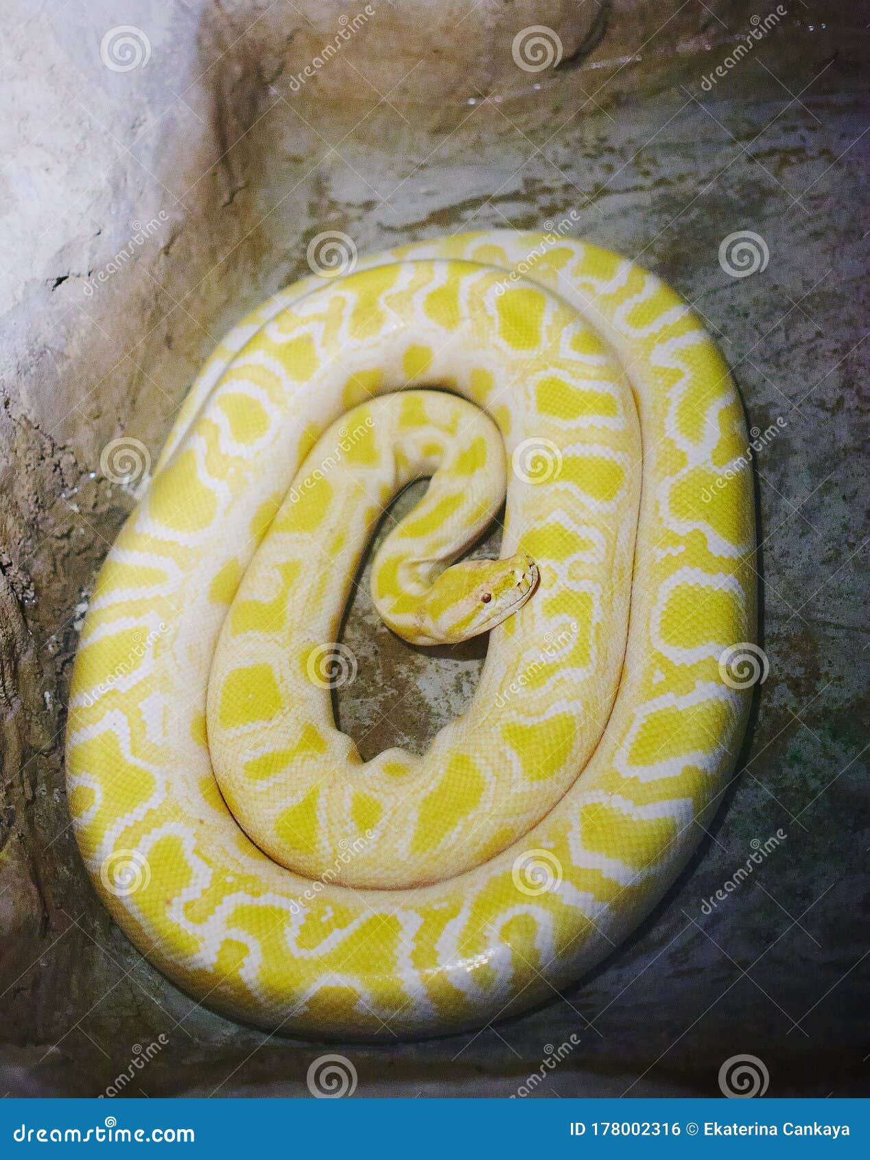 Python Resting in Terrarium, Albino Python Stock Photo - Image of ...