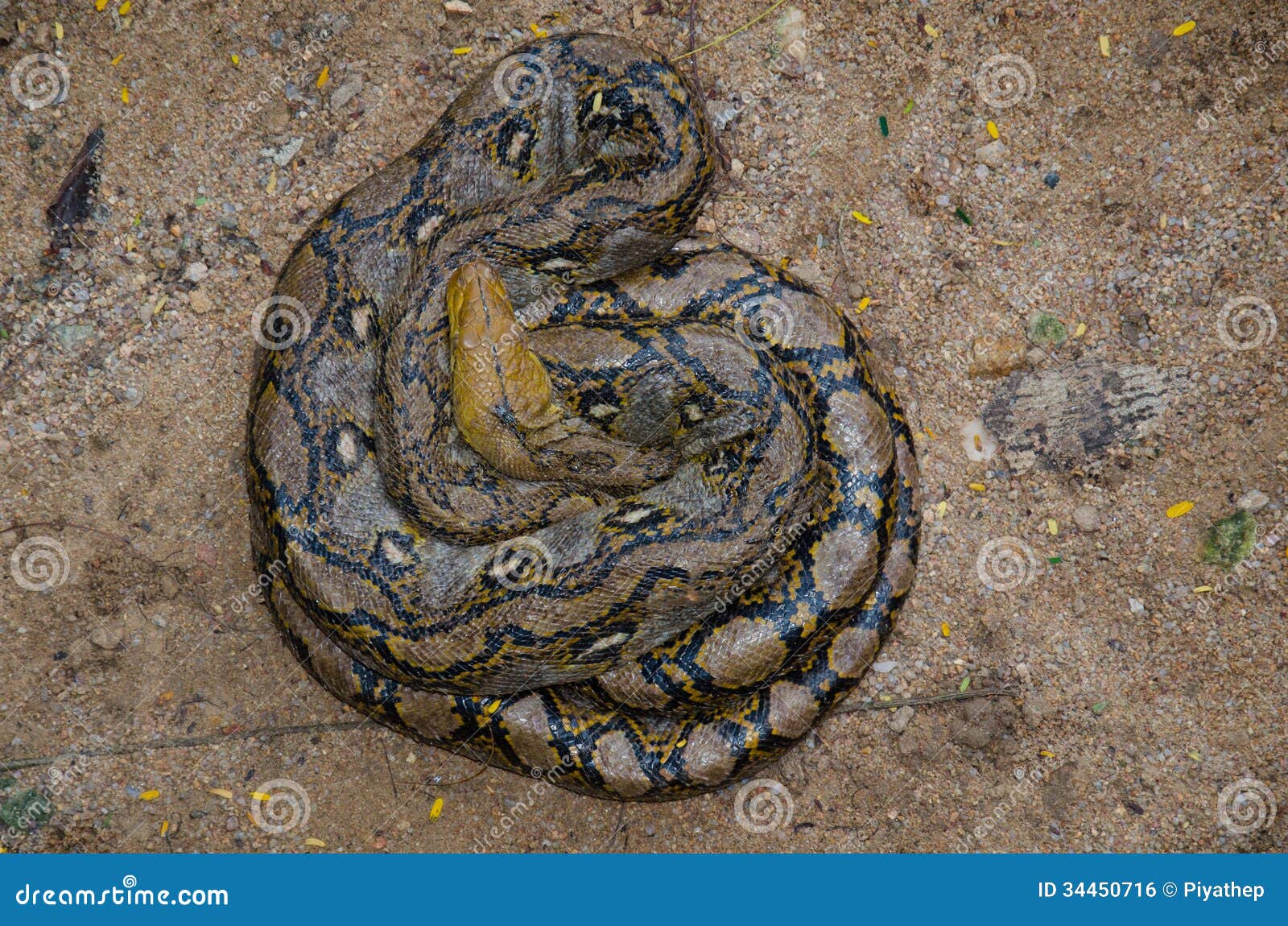 Python reticulado foto de archivo. Imagen de arreglo - 34450716