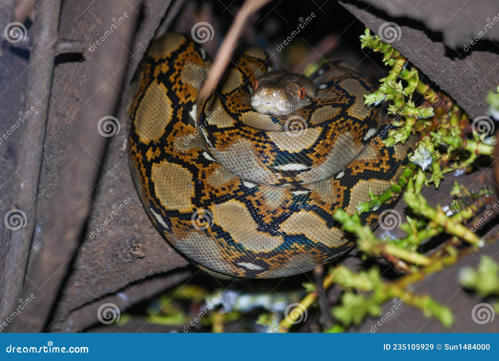 Python Reticulado Durmiendo En Una Rama Imagen de archivo - Imagen de ...
