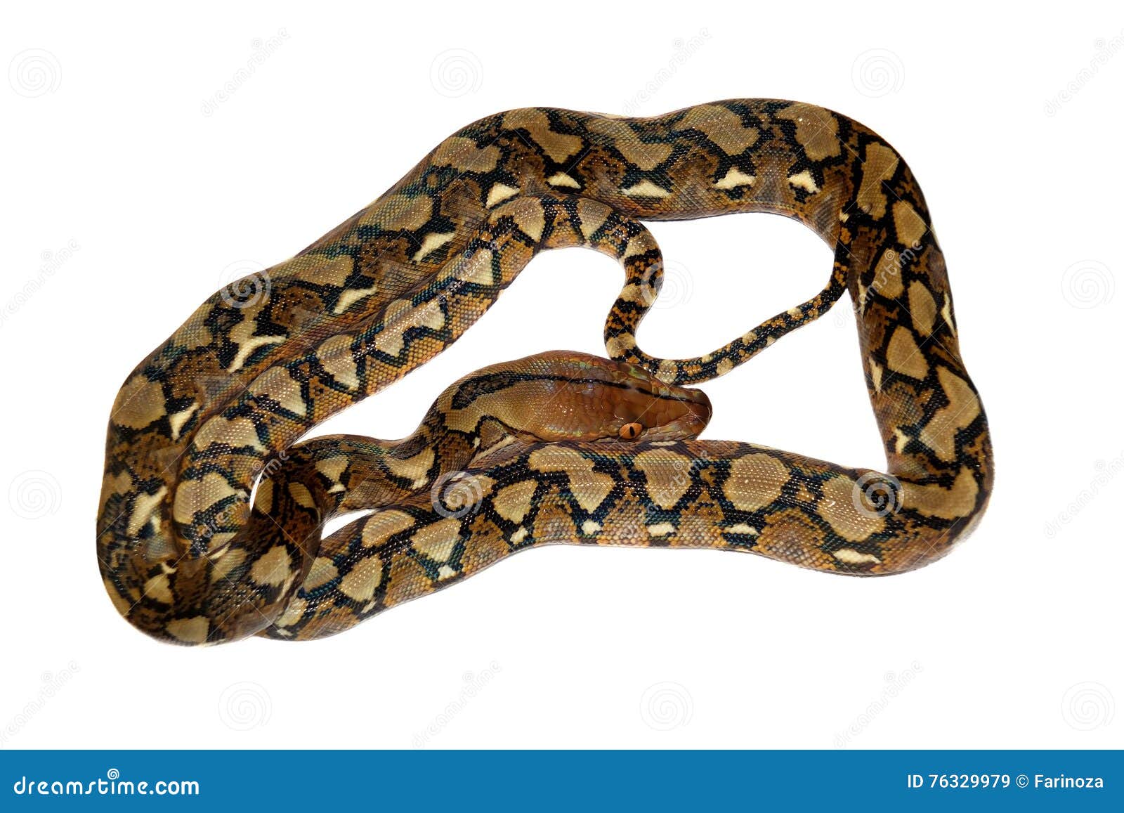 Python Reticulado En El Fondo Blanco Imagen de archivo - Imagen de ...