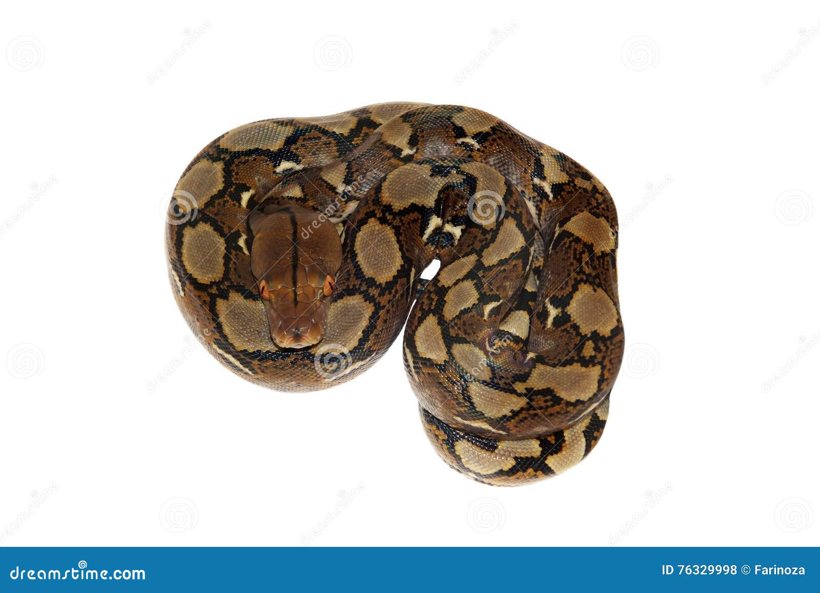 Python Reticulado En El Fondo Blanco Foto de archivo - Imagen de ...