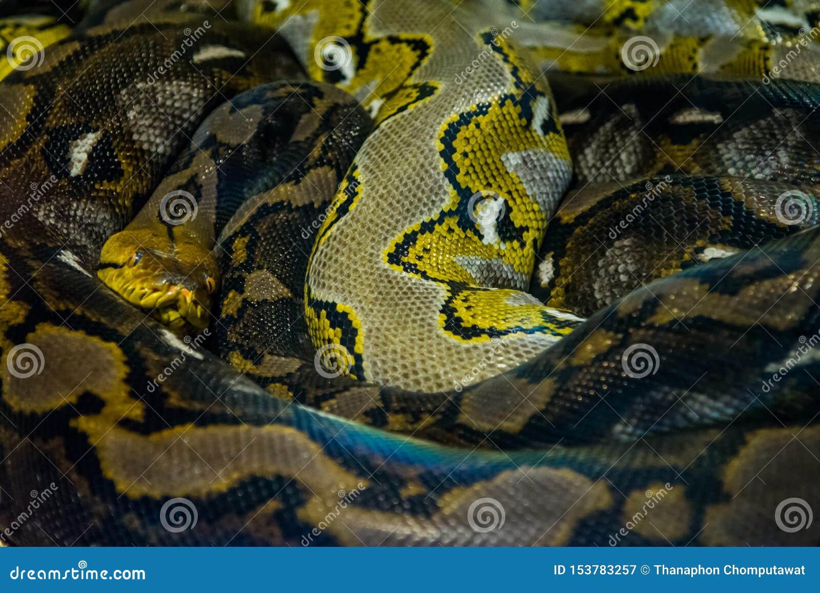 Python Reticulado En La Selva Imagen de archivo - Imagen de cubo ...