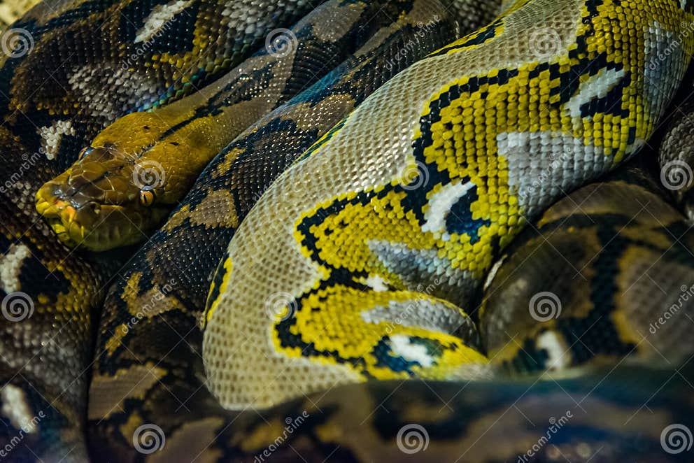 Python Reticulado En La Selva Foto de archivo - Imagen de coloreado ...