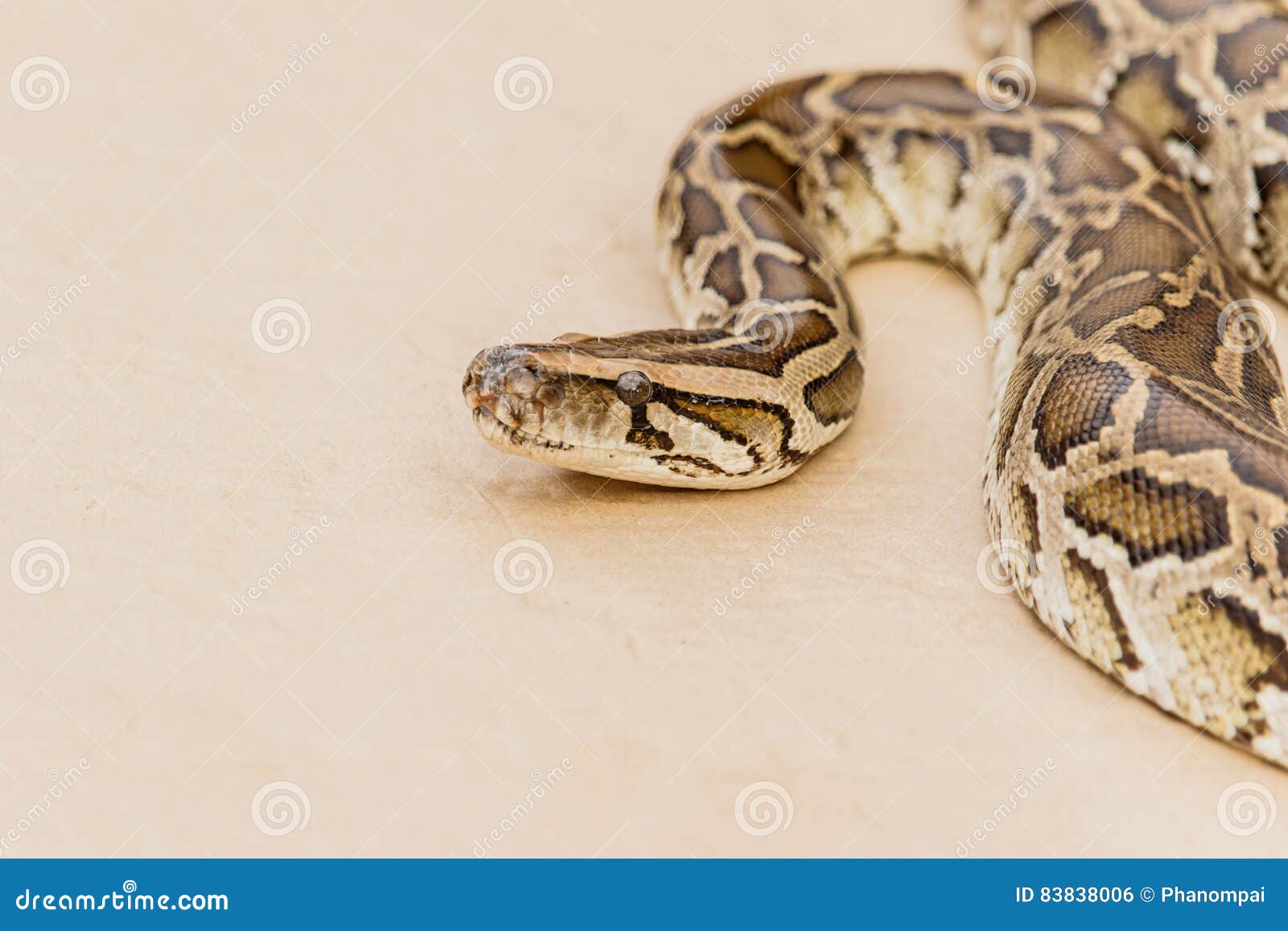 Python Reticulado Grande O Boa En Piso Foto de archivo - Imagen de ...