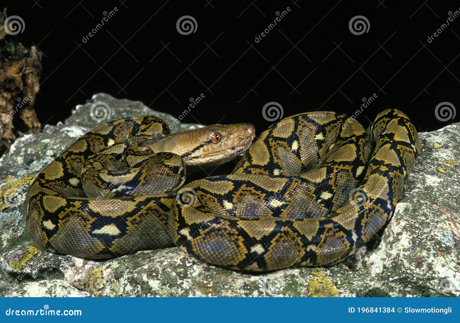 Python Reticulado, Python Reticulatus, Adulto Parado Sobre Roca Foto de archivo - Imagen de ...