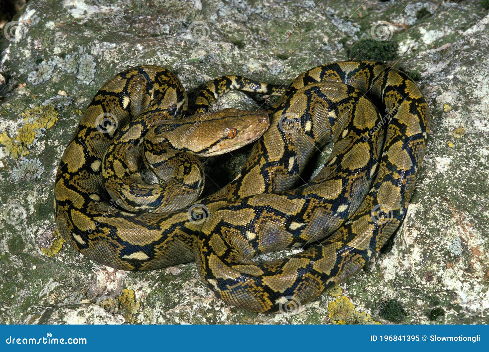 Python Reticulado, Python Reticulatus, Adulto Parado Sobre Roca Imagen de archivo - Imagen de ...