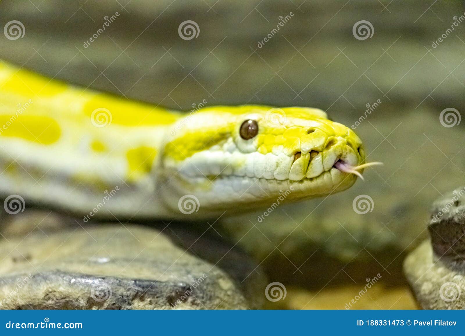 Python Reticulado. Python Reticulatus. Imagen de archivo - Imagen de ...