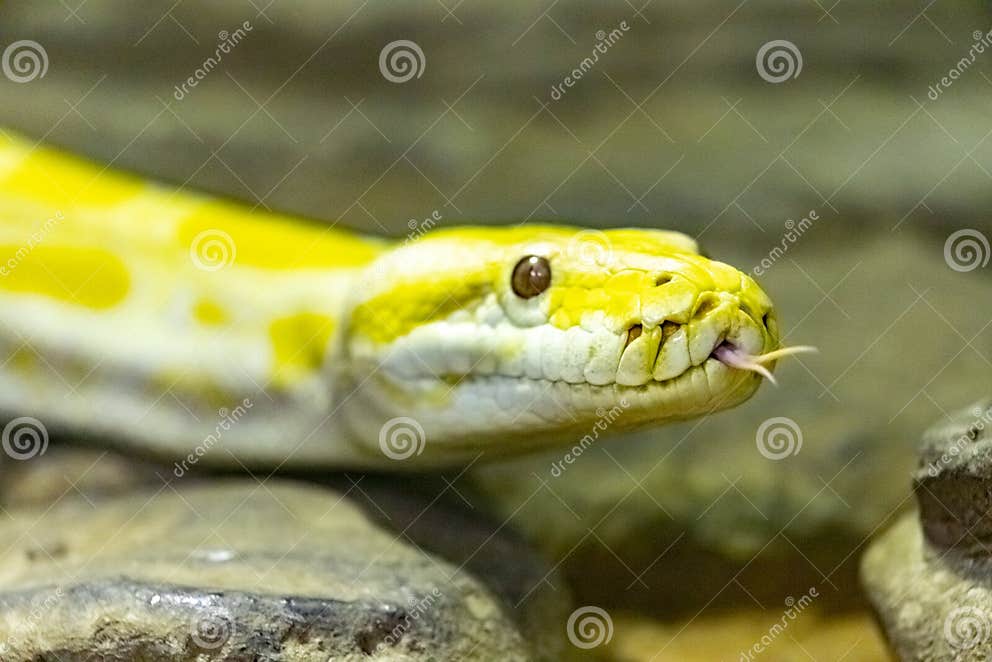 Python Reticulado. Python Reticulatus. Imagen de archivo - Imagen de ...