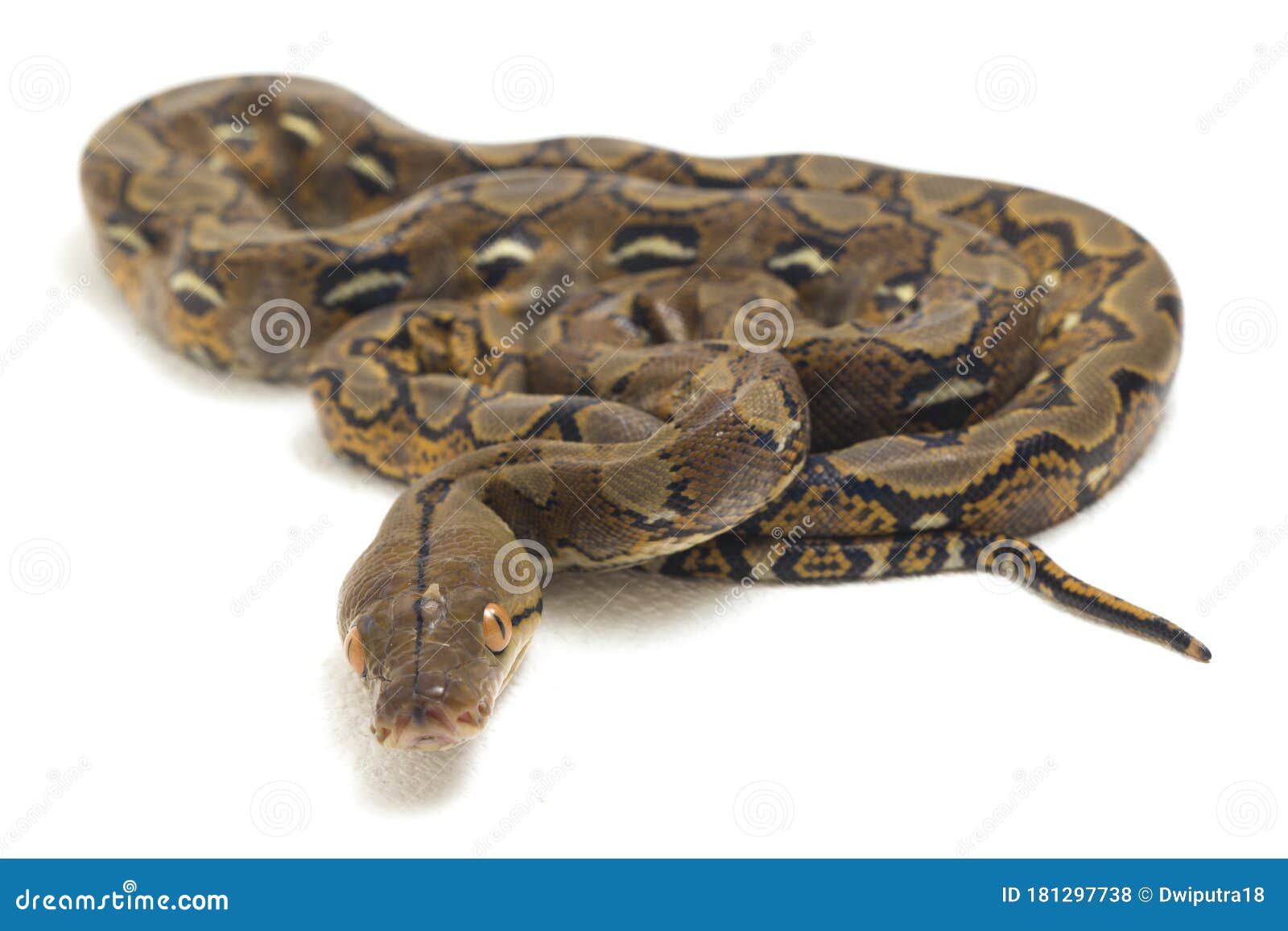 Python Python Reticulatus Retirado Aislado En Blanco Foto de archivo ...